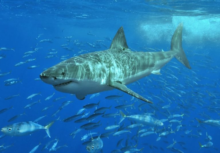 Misunderstood Animals : Top 10 Misunderstood Creatures