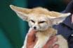 Top 10 Alternative Pets You Should Own Today - Toptenz.net