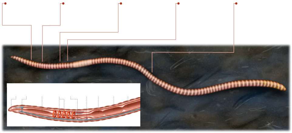 Top 10 Slimy Facts About Earthworms - Toptenz.net