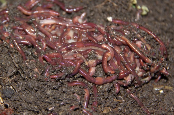 Top 10 Slimy Facts About Earthworms - Toptenz.net