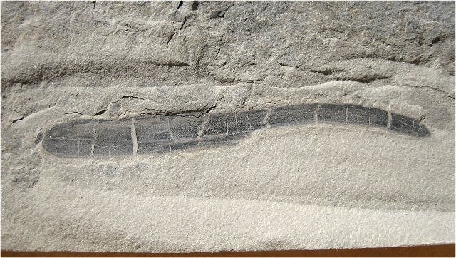 Top 10 Slimy Facts About Earthworms - Toptenz.net