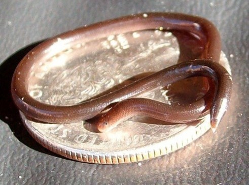 10 Uncommonly Tiny Versions of Common Animals - Toptenz.net