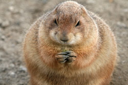Top 10 Overweight Animals Who Could Star in The Biggest Loser - Toptenz.net
