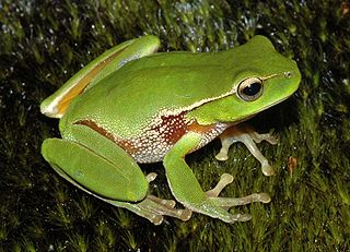 10 Things That Would Happen in a World Without Frogs - Toptenz.net