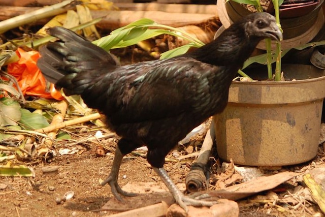 10 Reasons Chickens are the Most Badass Animal - Toptenz.net