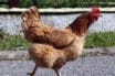 10 Reasons Chickens are the Most Badass Animal - Toptenz.net