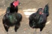 10 Reasons Chickens are the Most Badass Animal - Toptenz.net