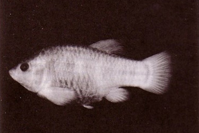 5 Ridiculous Ways Animals Went Extinct - Toptenz.net