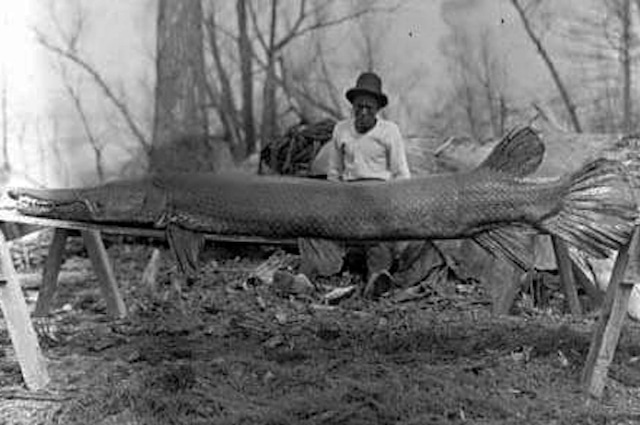 10 Terrifying Sea Creatures That Need Their Own Horror Movie - Toptenz.net