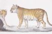 10 Interesting Facts About Ligers (...and Yes, They're Real) - Toptenz.net