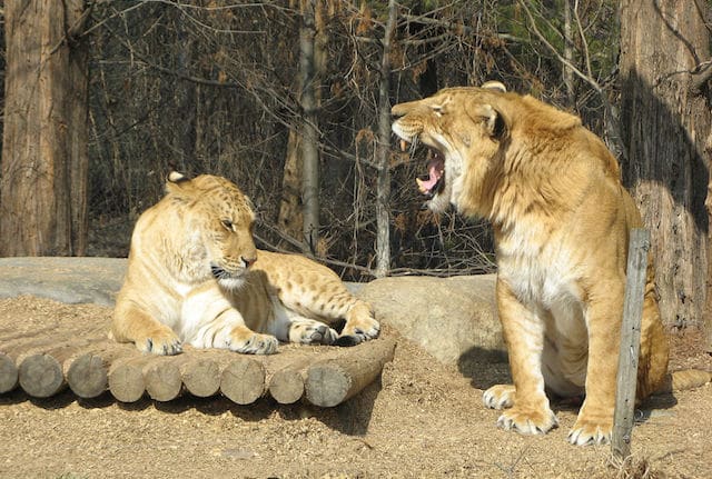 10 Interesting Facts About Ligers (...and Yes, They're Real) - Toptenz.net