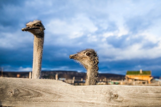 10 Bizarre and Fascinating Facts About Ostriches - Toptenz.net