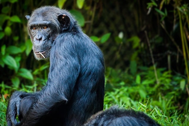 What is the Smartest Animal in the World? - Toptenz.net