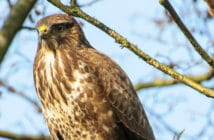 10 Species Where the Female is Boss - Toptenz.net
