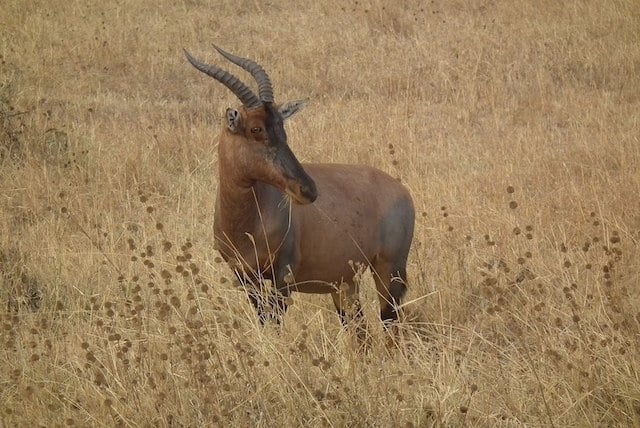 10 Species Where the Female is Boss - Toptenz.net