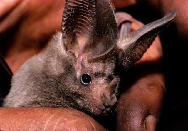 10 Beastly Bat Species to Haunt Your Nightmares - Toptenz.net