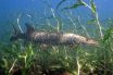 10 Monstrous Freshwater Fish Species - Toptenz.net