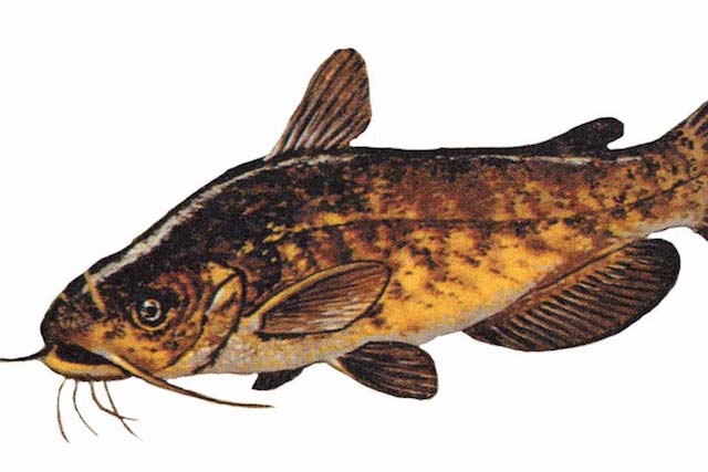 10 Freaky Fish That May Stab, Slice, or Spear You - Toptenz.net