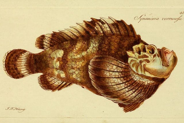 10 Freaky Fish That May Stab, Slice, or Spear You - Toptenz.net