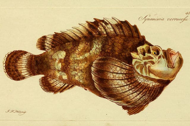 10 Freaky Fish That May Stab, Slice, or Spear You - Toptenz.net