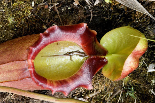 10 Fiendish or Fabulous Meat-Eating and Moving Plants - Toptenz.net