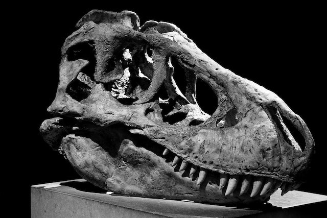 10 Things You Should Know About Dinosaurs - Toptenz.net