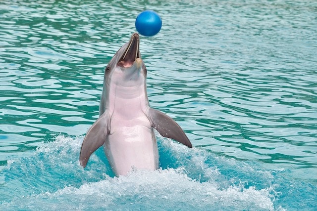 10 Mind-Blowing Facts About Dolphin Intelligence - Toptenz.net