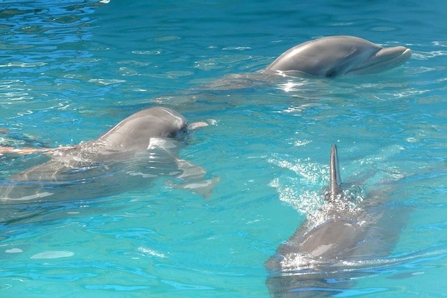 10 Mind-Blowing Facts About Dolphin Intelligence - Toptenz.net
