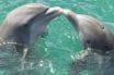 10 Mind-Blowing Facts About Dolphin Intelligence - Toptenz.net