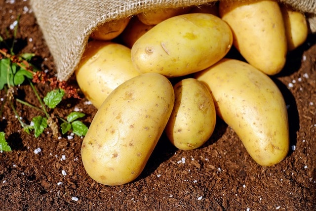 10 Foods That Were Born in the Americas - Toptenz.net