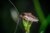 You Never Wanted to Know These Gross Facts About Roaches - Toptenz.net