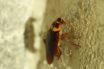 You Never Wanted to Know These Gross Facts About Roaches - Toptenz.net