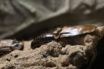 You Never Wanted to Know These Gross Facts About Roaches - Toptenz.net