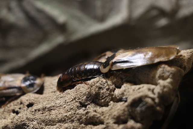 More Stuff You Didn't Want to Know About Cockroaches - Toptenz.net