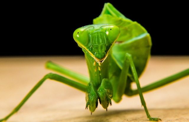 Mad Facts About the Praying Mantis - Toptenz.net