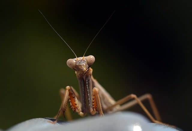 Mad Facts About the Praying Mantis - Toptenz.net