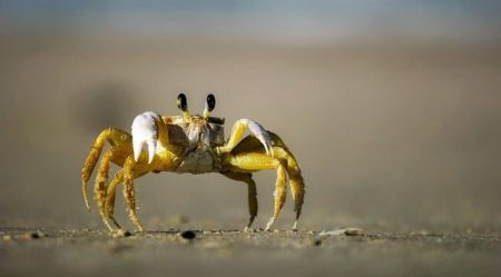 10 Remarkable Examples of Convergent Evolution - Toptenz.net
