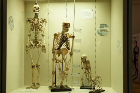10 Historical Milestones of Human Evolution - Toptenz.net
